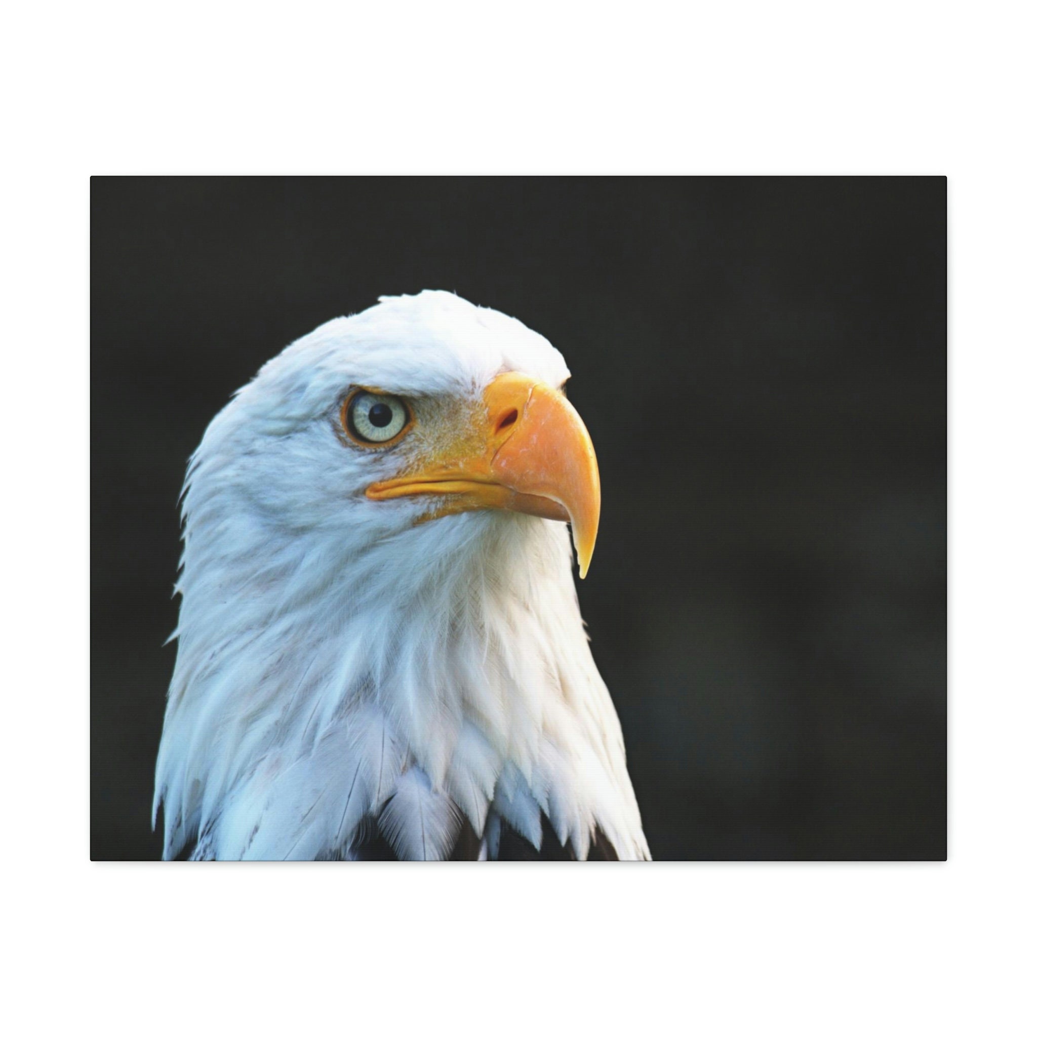 Wall Art Wraps Bald Eagle Art Print Bald Eagle Painting Print - Etsy