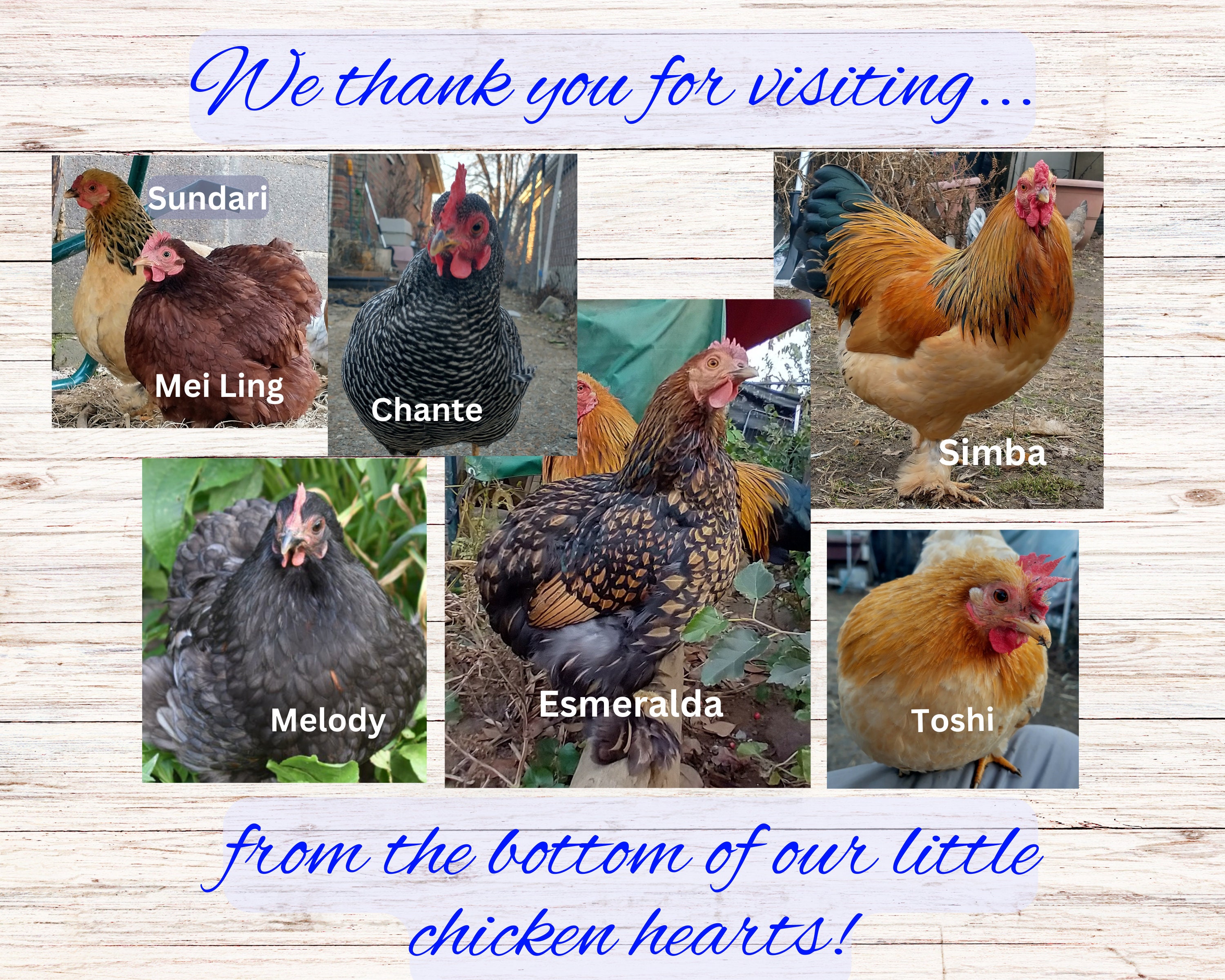 Sebright Chicken Breed PNG, Hand Drawn Animal Clipart, Rooster Artwork ...