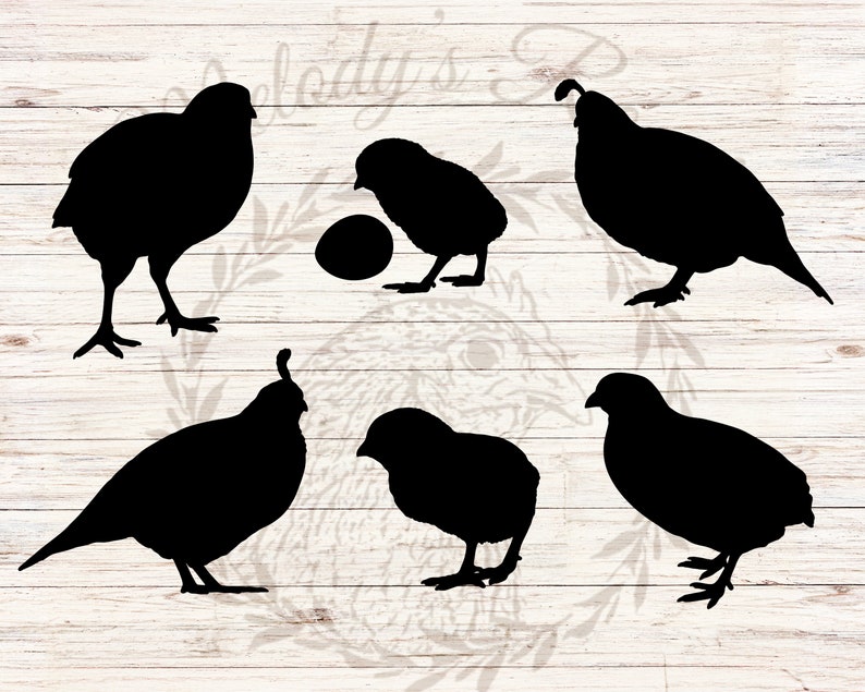 Quail SVG Bundle, Farm Bird Clipart, Quail Art, Digital Graphics ...