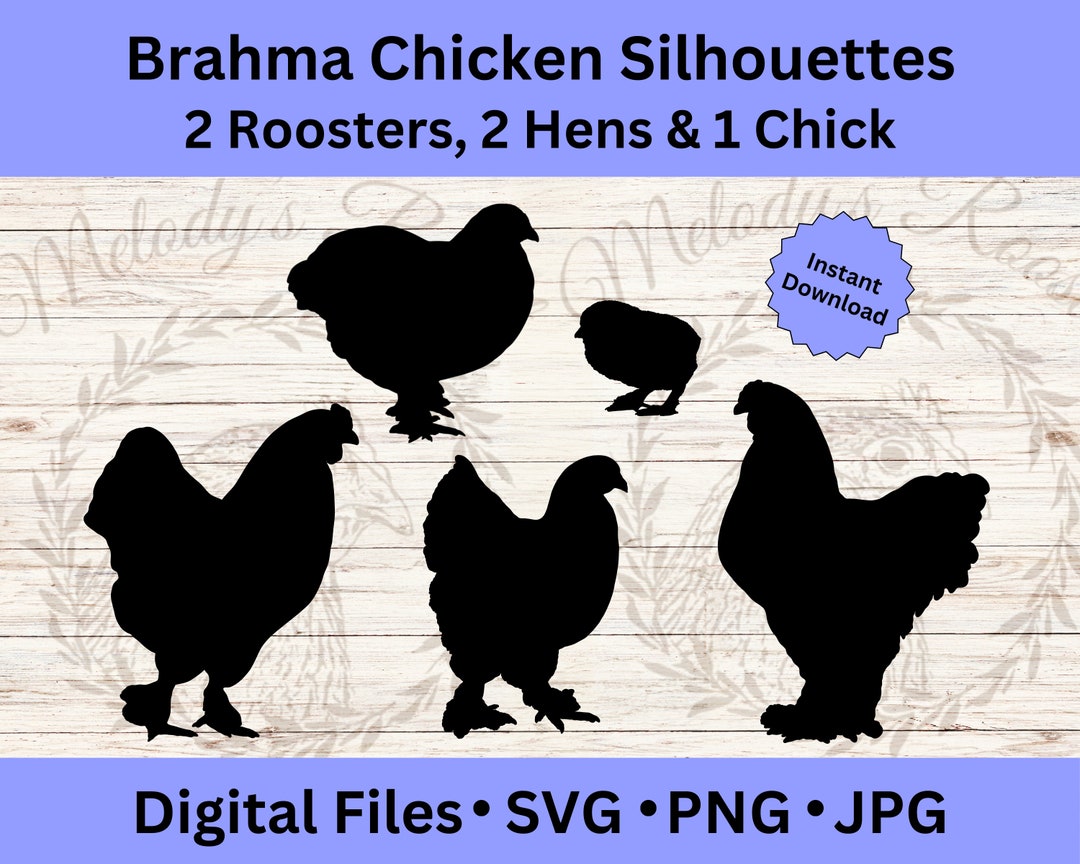 Cute Brahma Chicken SVG Bundle, Pet Lovers, Craft Supplies, Hen SVG ...