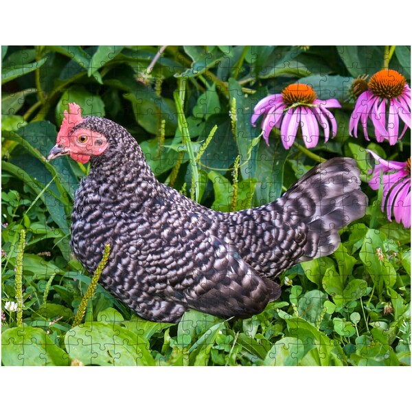 Barred Rock Chicken - Etsy