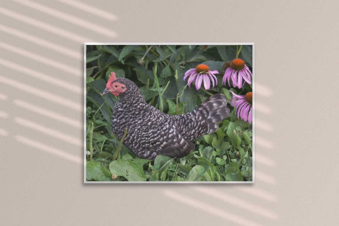 Chicken Photo, Farm Art Print, Matte Poster - Etsy