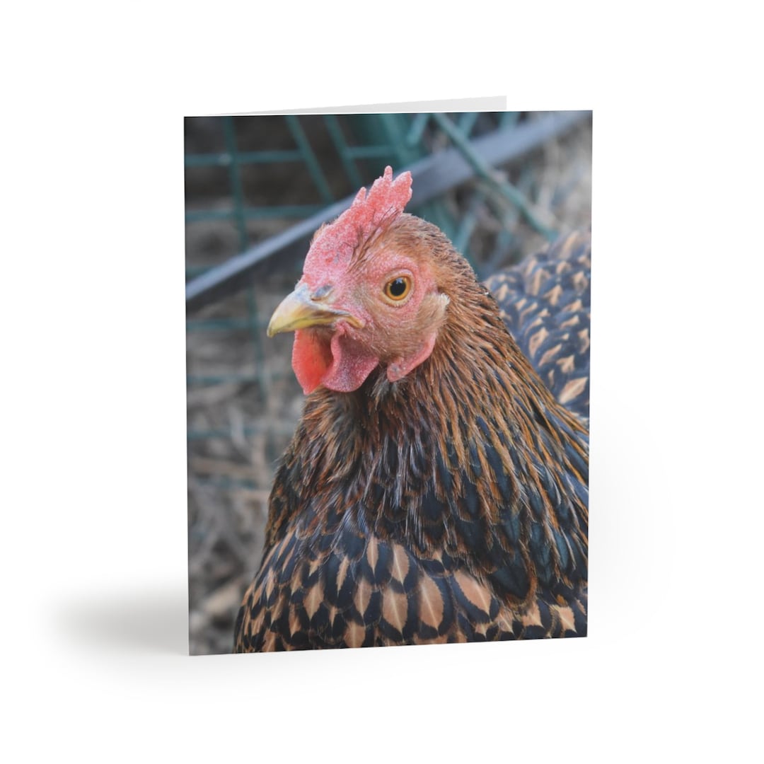 Cochin Chicken Note Cards, Chicken Lover Blank Cards, Cute Hen Farm ...