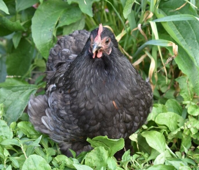 Custom Backpack Hen Travel Backpack for Women Book Bag - Etsy