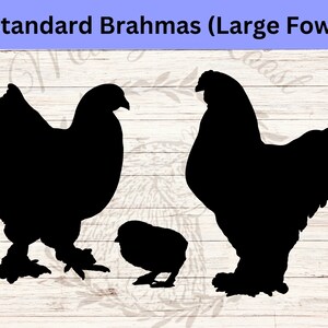 Cute Brahma Chicken SVG Bundle, Pet Lovers, Craft Supplies, Hen SVG ...