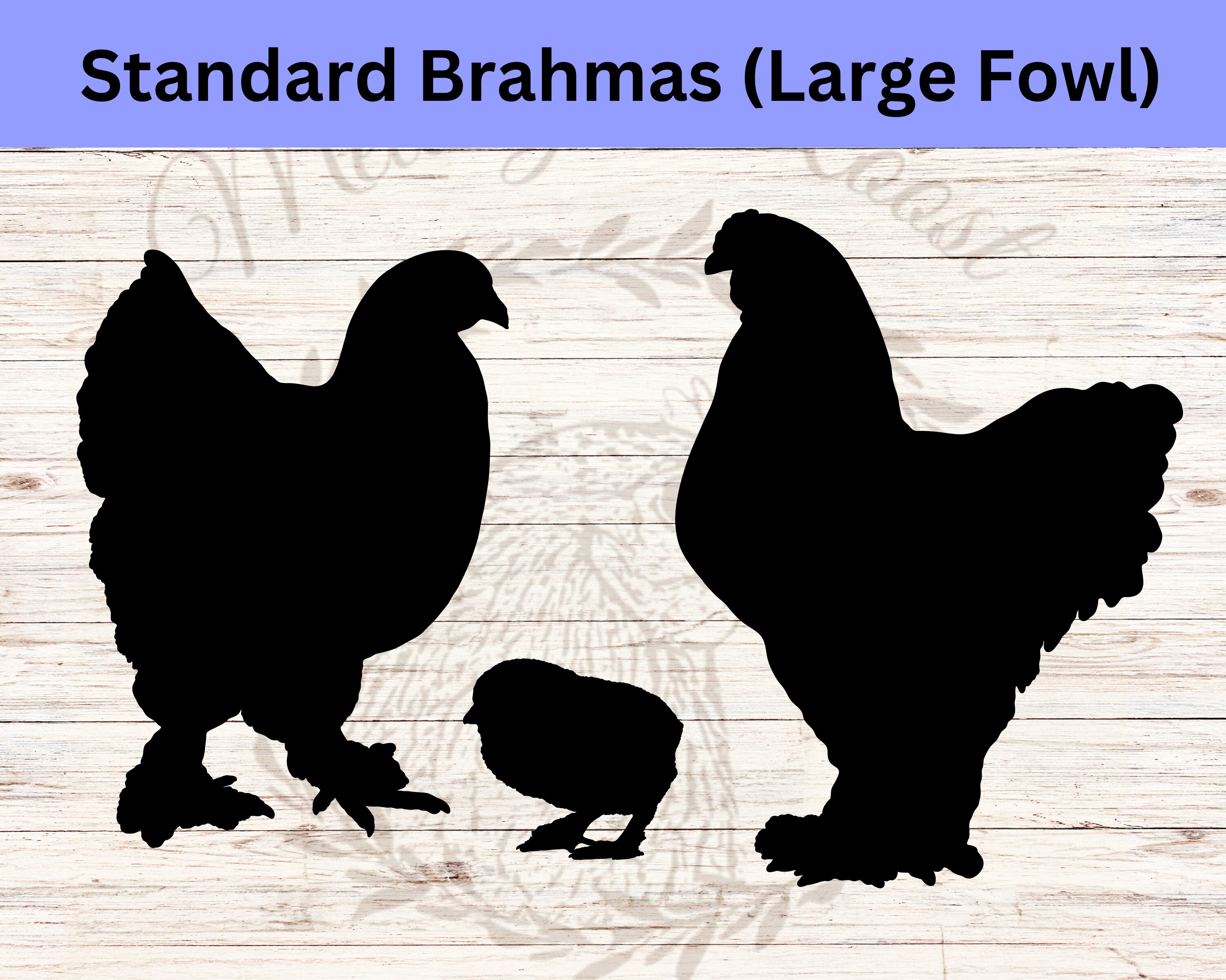 Cute Brahma Chicken SVG Bundle, Pet Lovers, Craft Supplies, Hen SVG ...