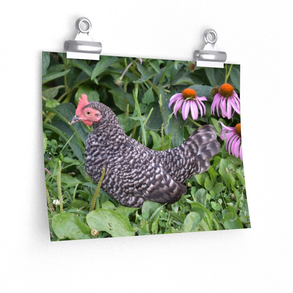 Huhn Foto, Bauernhof Kunstdruck, Mattes Poster - Etsy.de