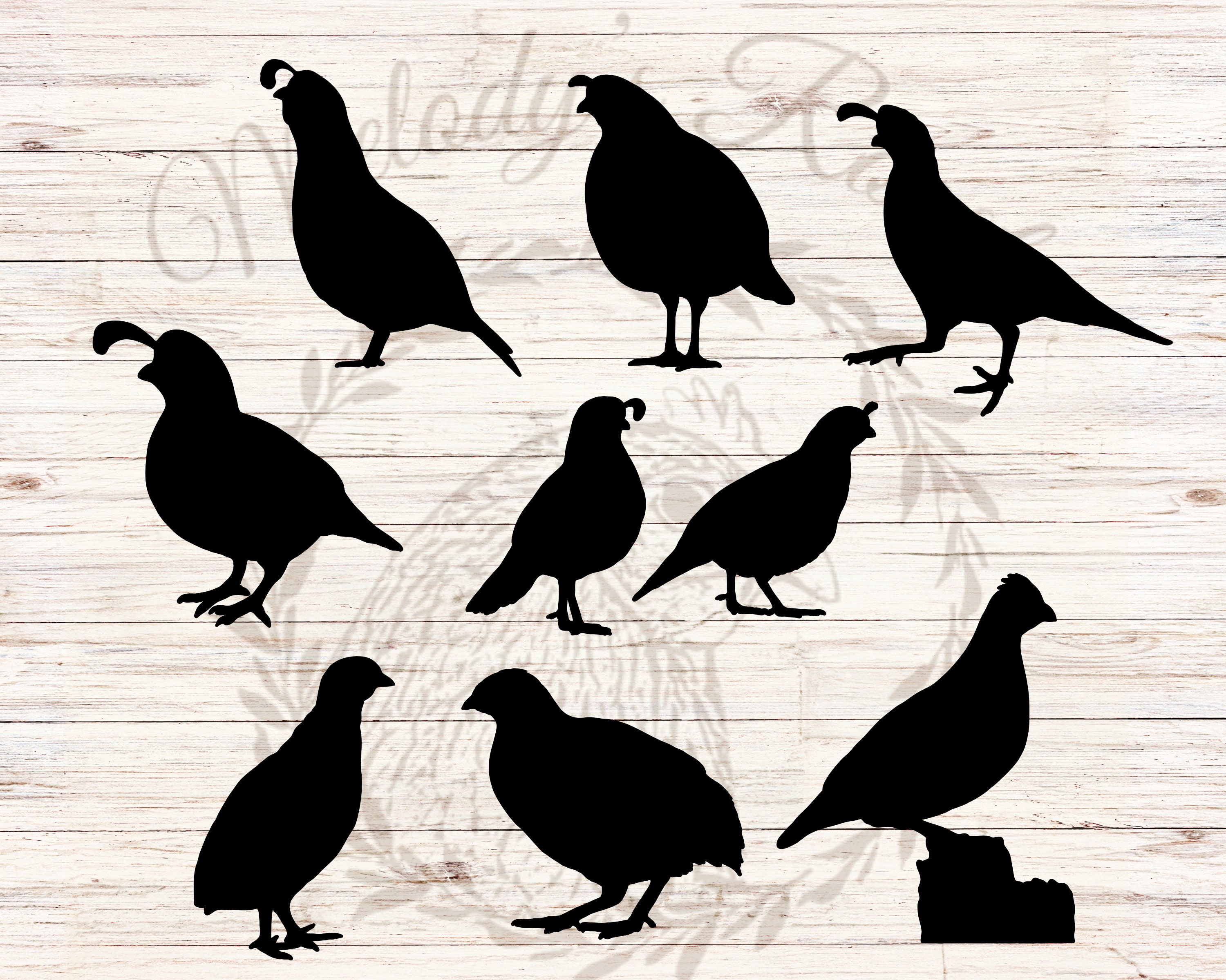 Quail SVG Bundle, Farm Bird Clipart, Quail Art, Digital Graphics ...