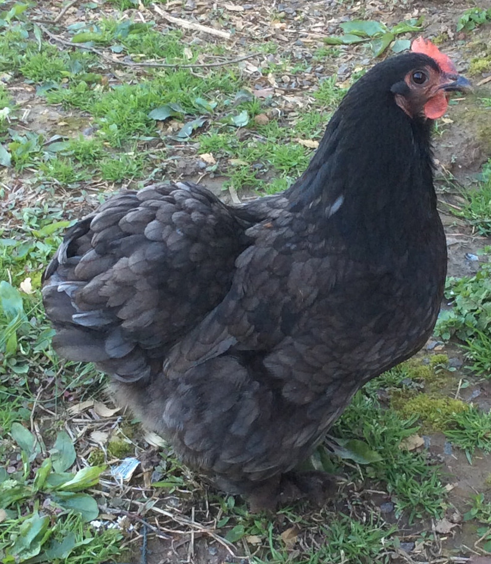 Mama Hen Backpack Purse Cottage Core Animal Lover Gift Cute - Etsy