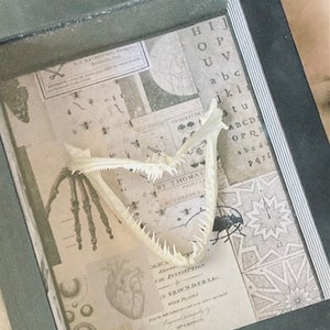 Real Angler Fish Jaw and Teeth Shadowbox - Oddities - Curiosities ...