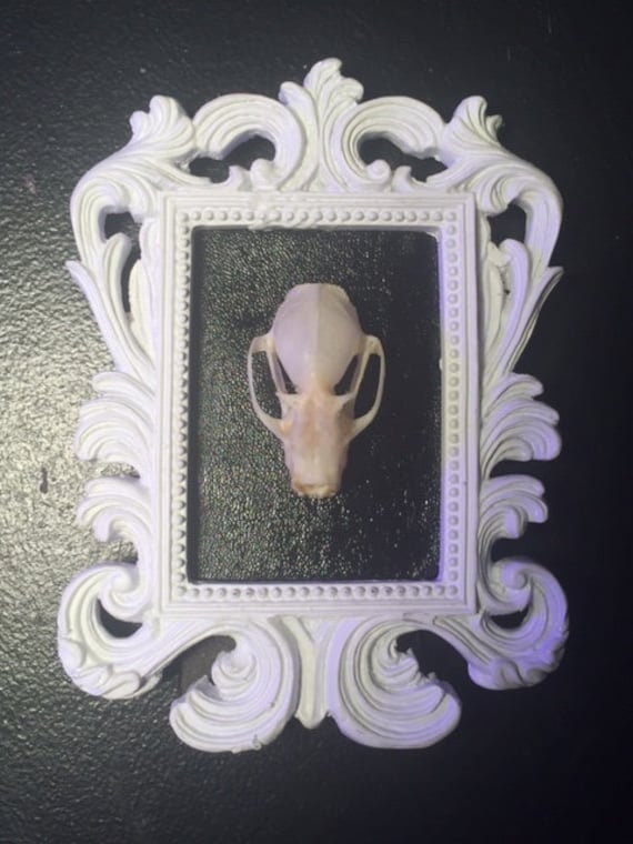Home & Living Miniature Real Bird Skull Victorian oddities Ornate Frame ...