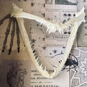 Real Angler Fish Jaw and Teeth Shadowbox - Oddities - Curiosities ...