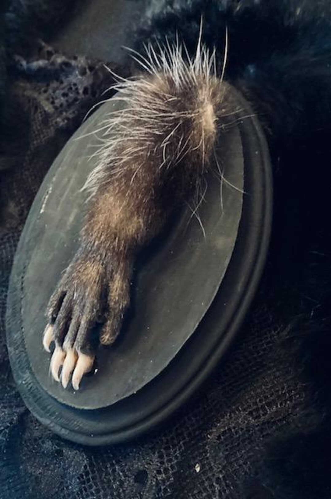 Real Taxidermy Opossum Foot Mounted - Wall Decor - Oddities ...
