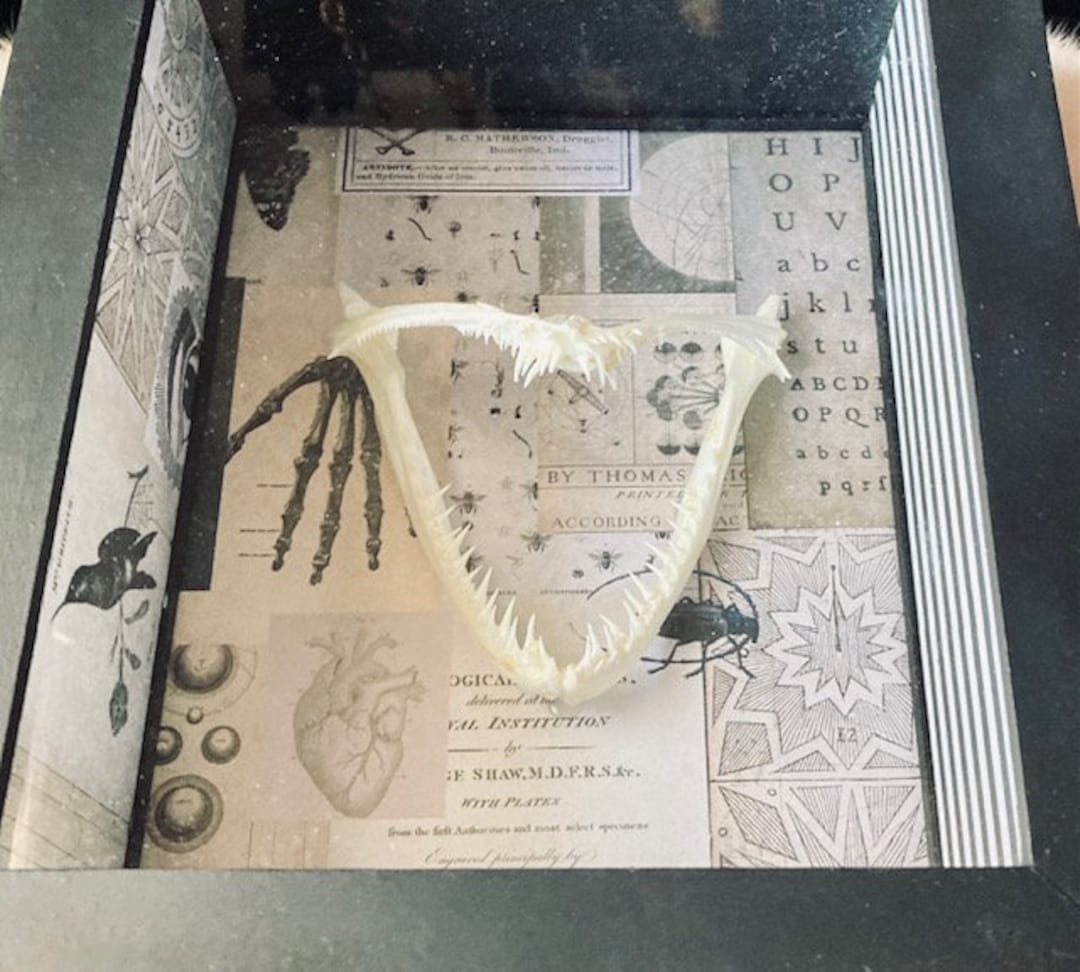 Real Angler Fish Jaw and Teeth Shadowbox - Oddities - Curiosities ...