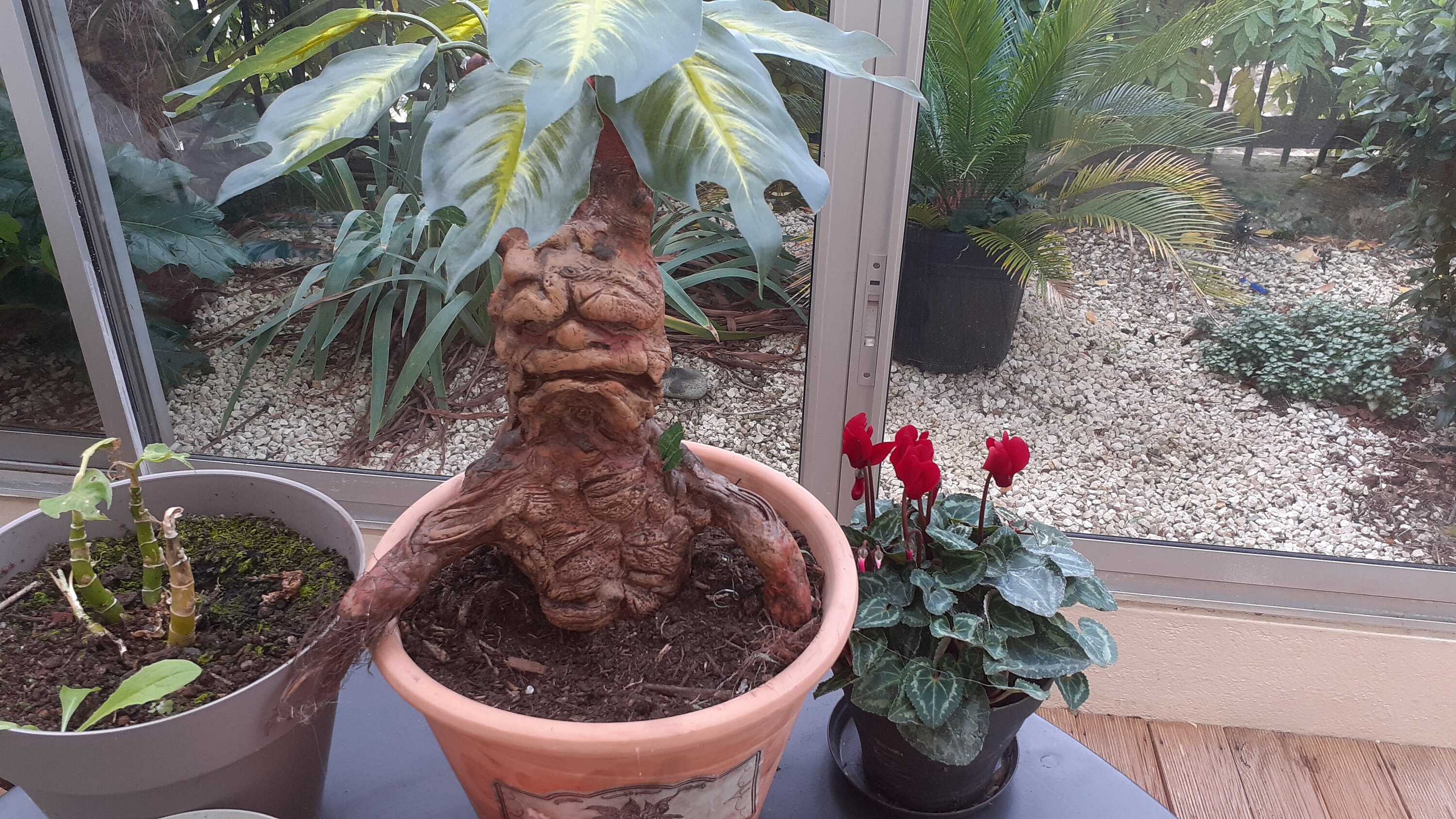 Alraune Harry Potter realistisch | Etsy