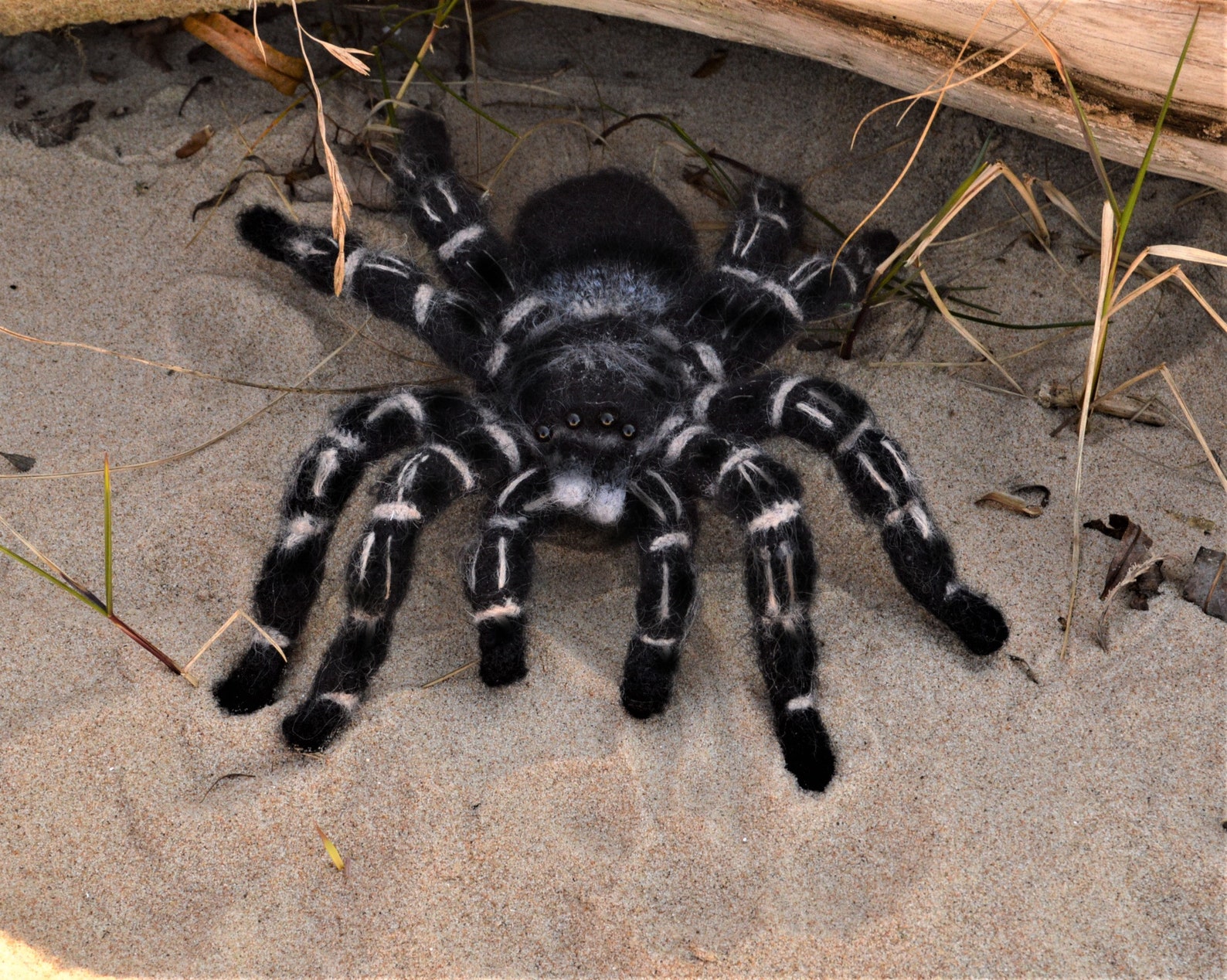 Costa Rican Zebra knee Tarantula. Crocheted realistic | Etsy