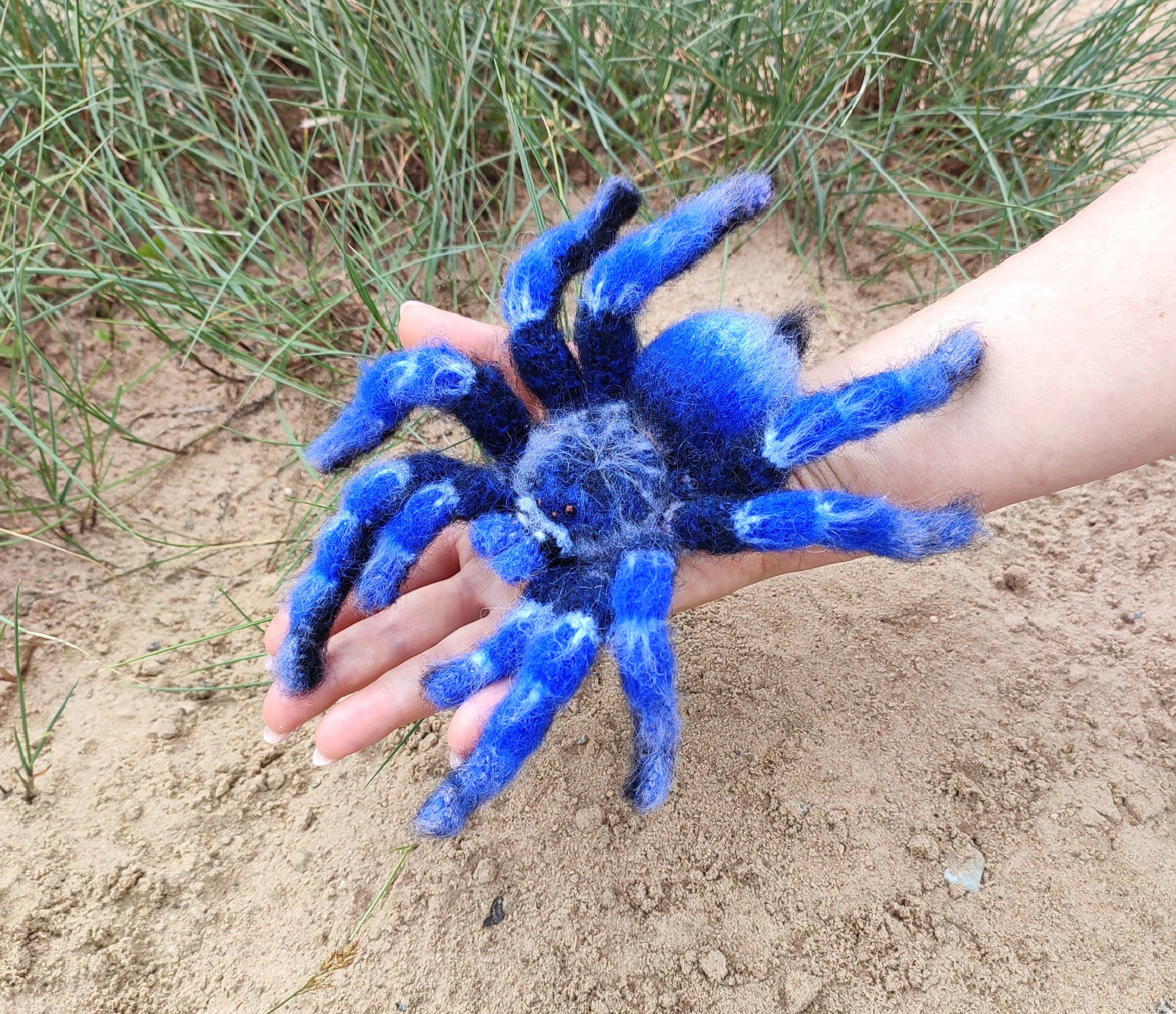 Сobalt Blue Tarantula.bird Eating Spider. Lifelike Tarantula. - Etsy
