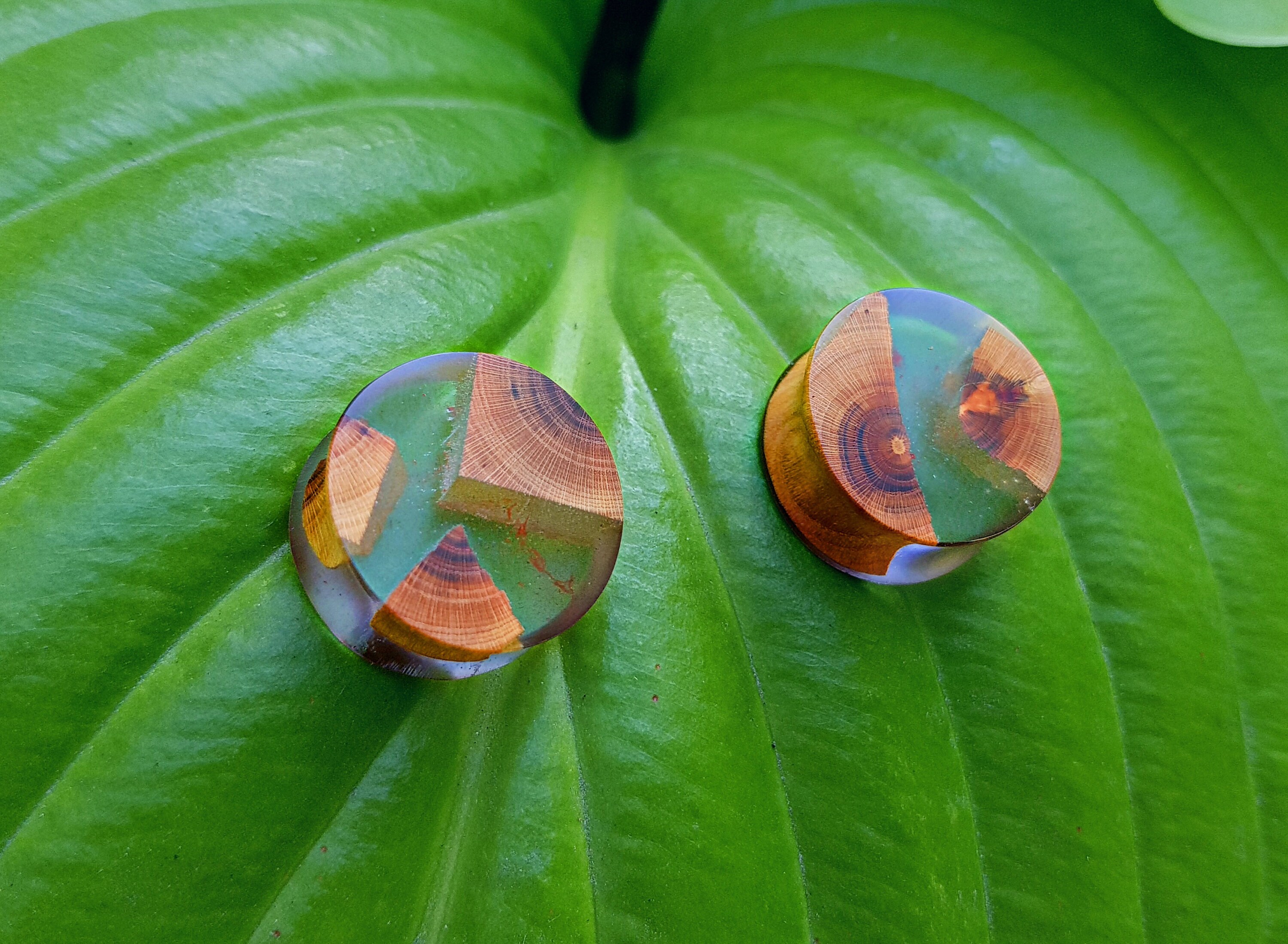 Pair of wood resin plugs plugs and tunnels ear gauges wood | Etsy