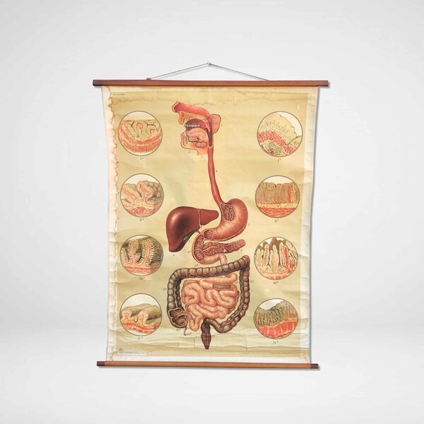 Digestive System Poster - Etsy
