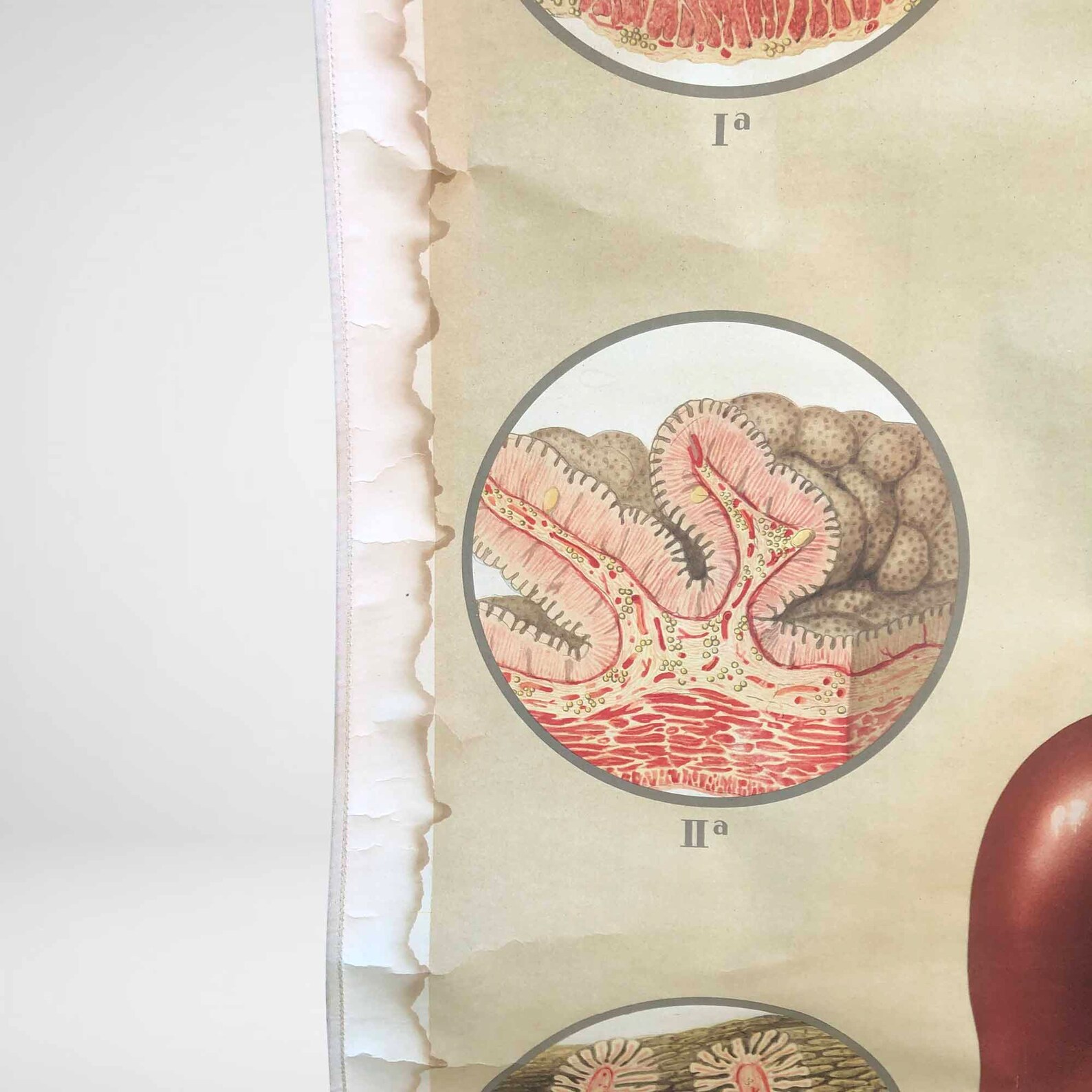 Vintage Wall Chart Digestive System // 60s // Original Wall Hanging ...