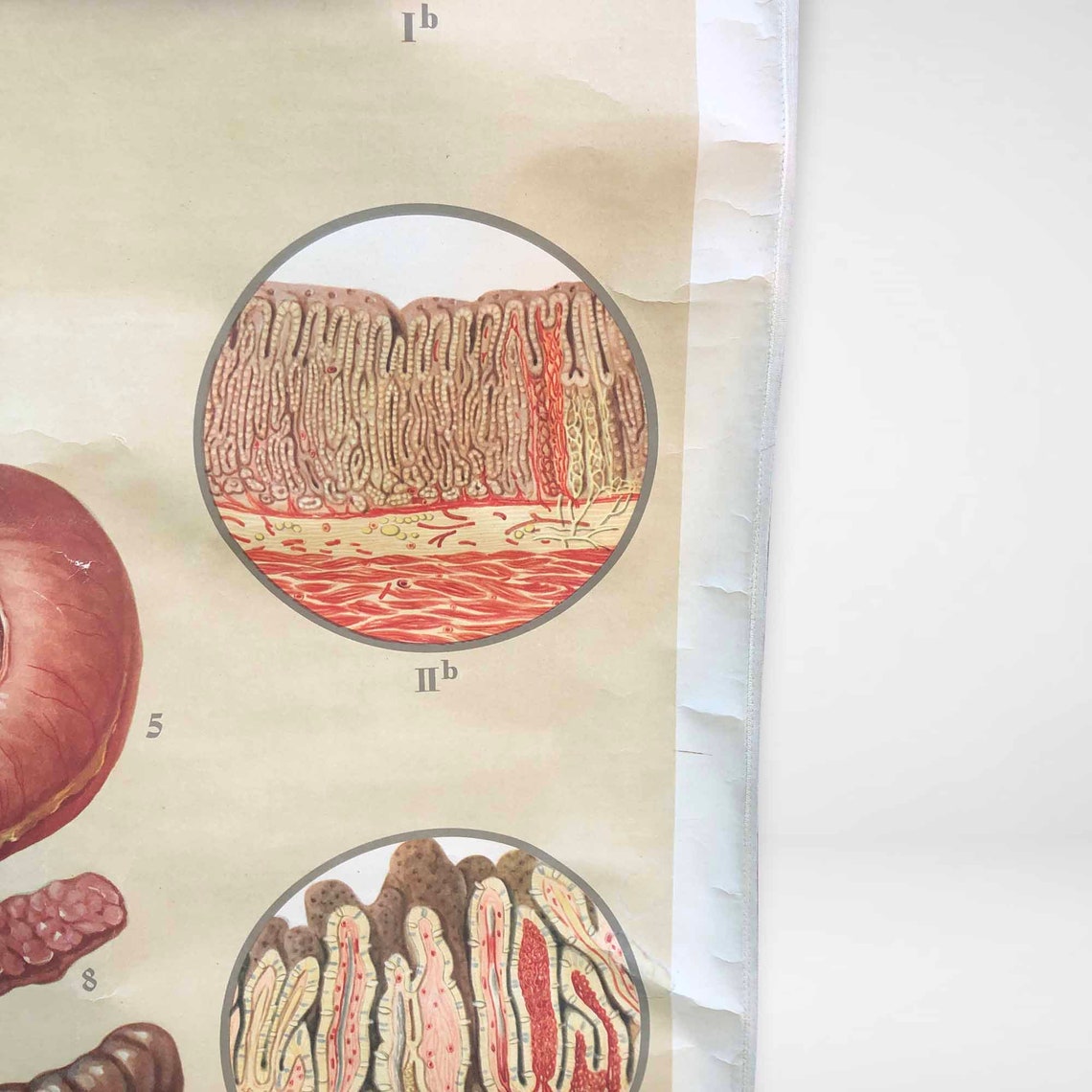 Vintage Wall Chart Digestive System // 60s // Original Wall - Etsy