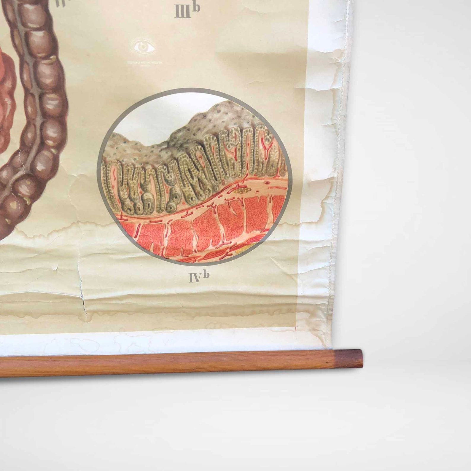 Vintage Wall Chart Digestive System // 60s // Original Wall Hanging ...