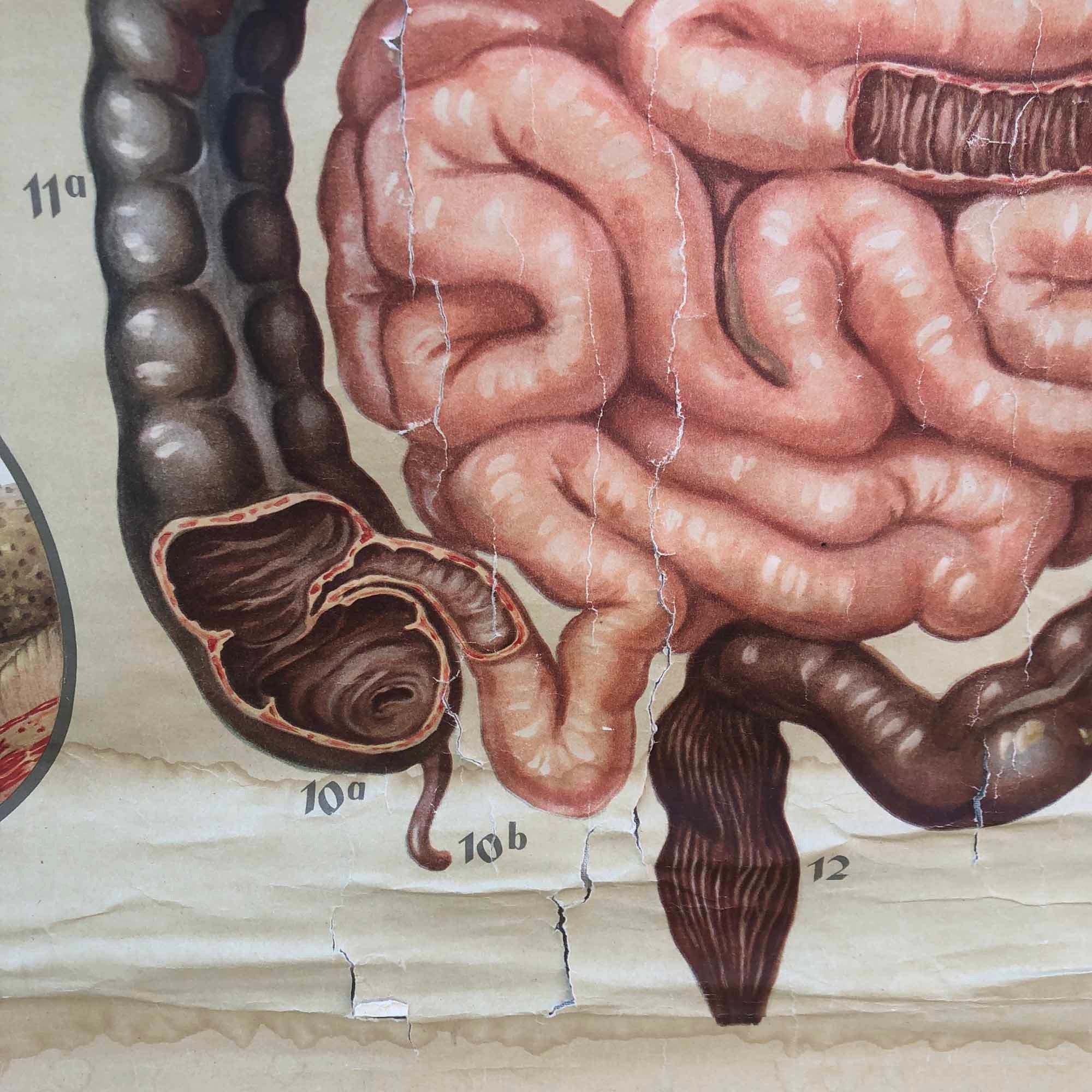 Vintage Wall Chart Digestive System // 60s // Original Wall Hanging ...