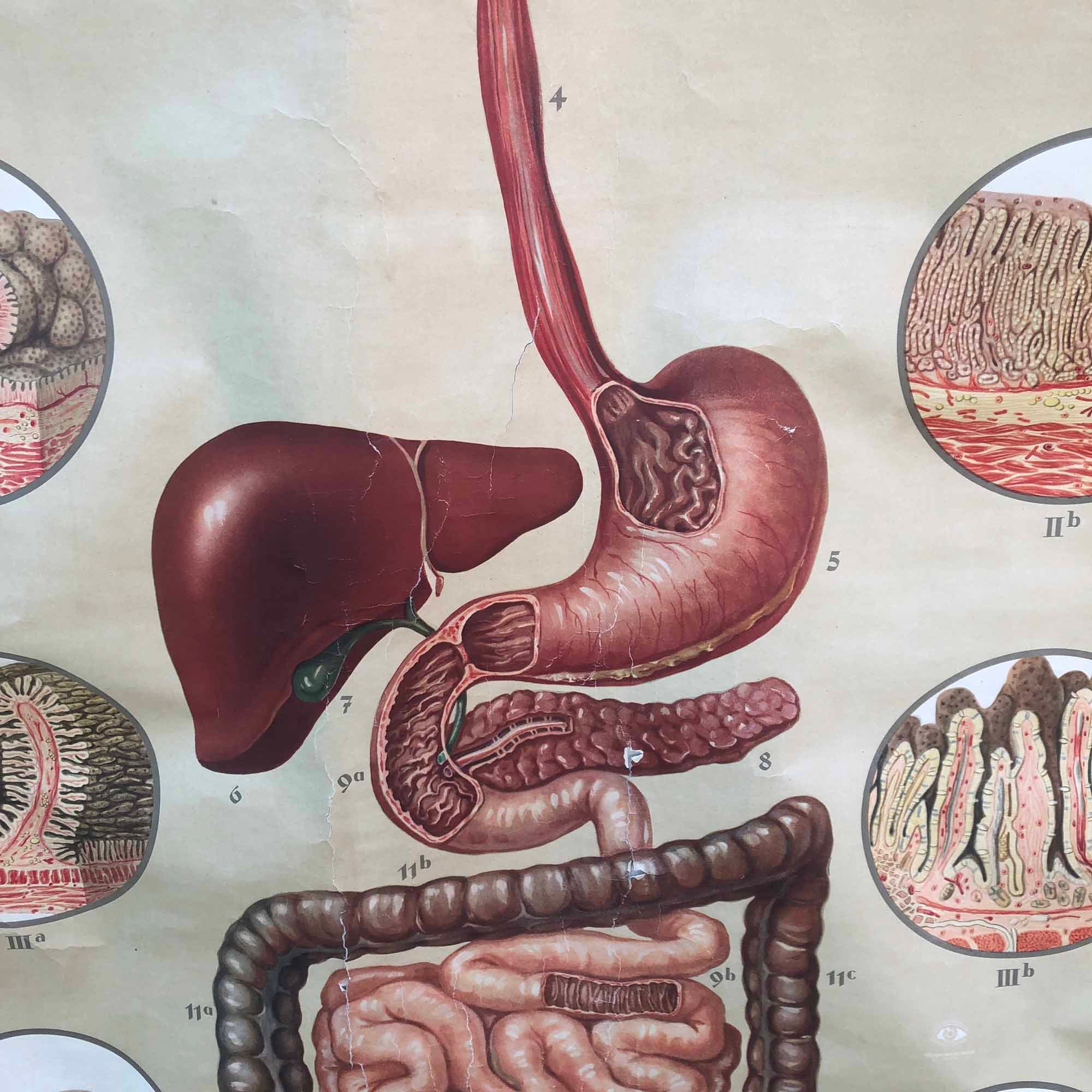 Vintage Wall Chart Digestive System // 60s // Original Wall Hanging ...