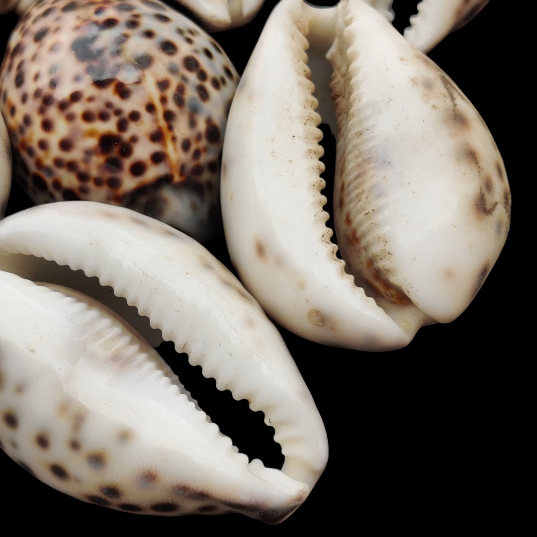 1 Pc Cowrie Shells, Big Spotted Leopard Cowrie Seashell, Nautical Décor ...