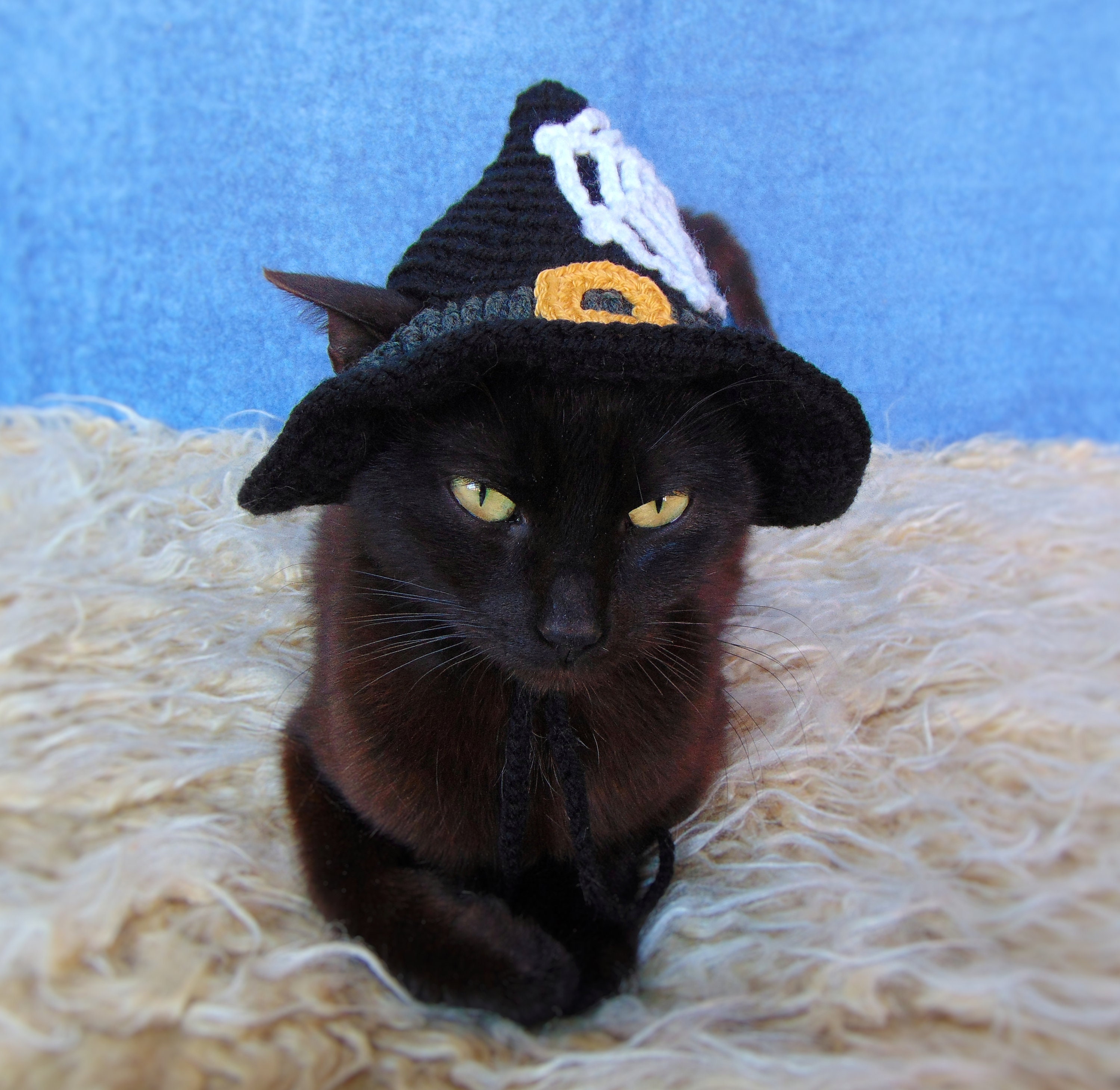 Witch Hat for Cat, Halloween Pet Costume, Spider Web Witch Hat for ...