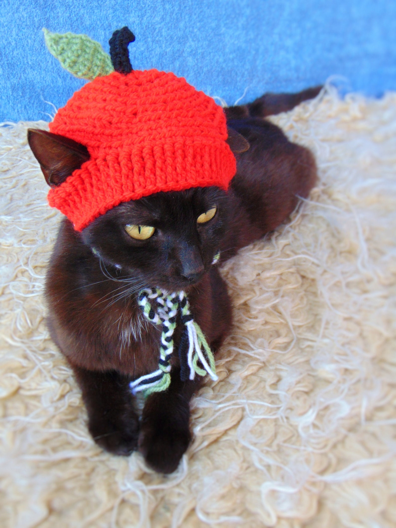Apple Hat for Cat Halloween Apple Pet Costume Kitten Outfit - Etsy