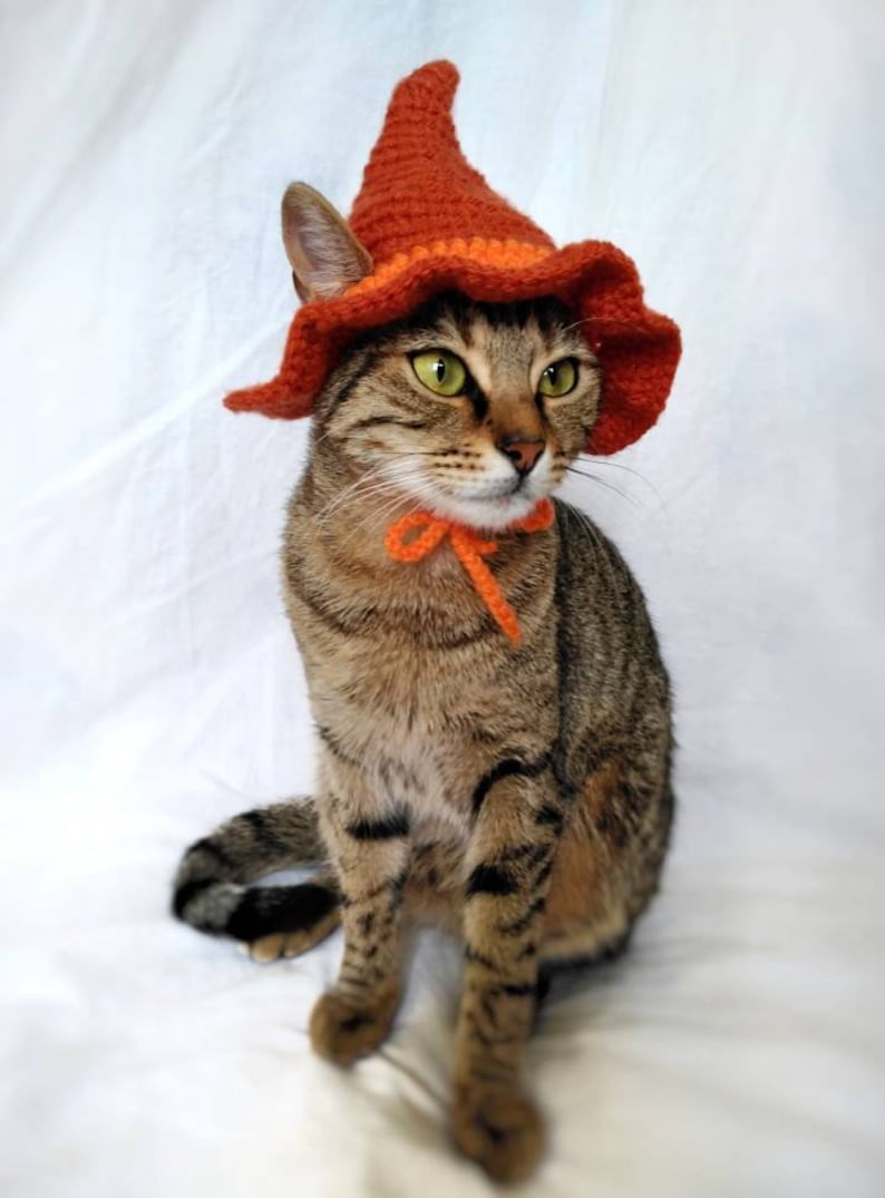 Witch Hat for Cat Witch Pet Costume Halloween Witch Kitten | Etsy