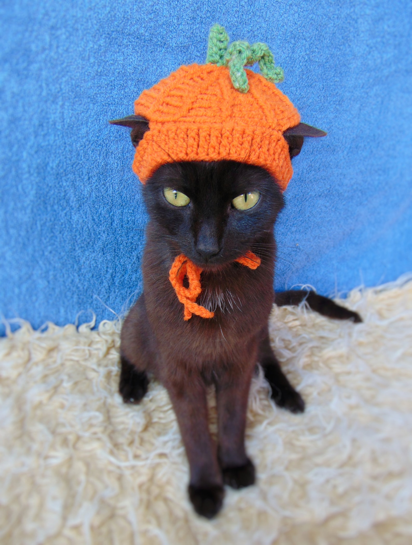 Pumpkin Hat for Cat Halloween Pet Costume Fall Kitten - Etsy