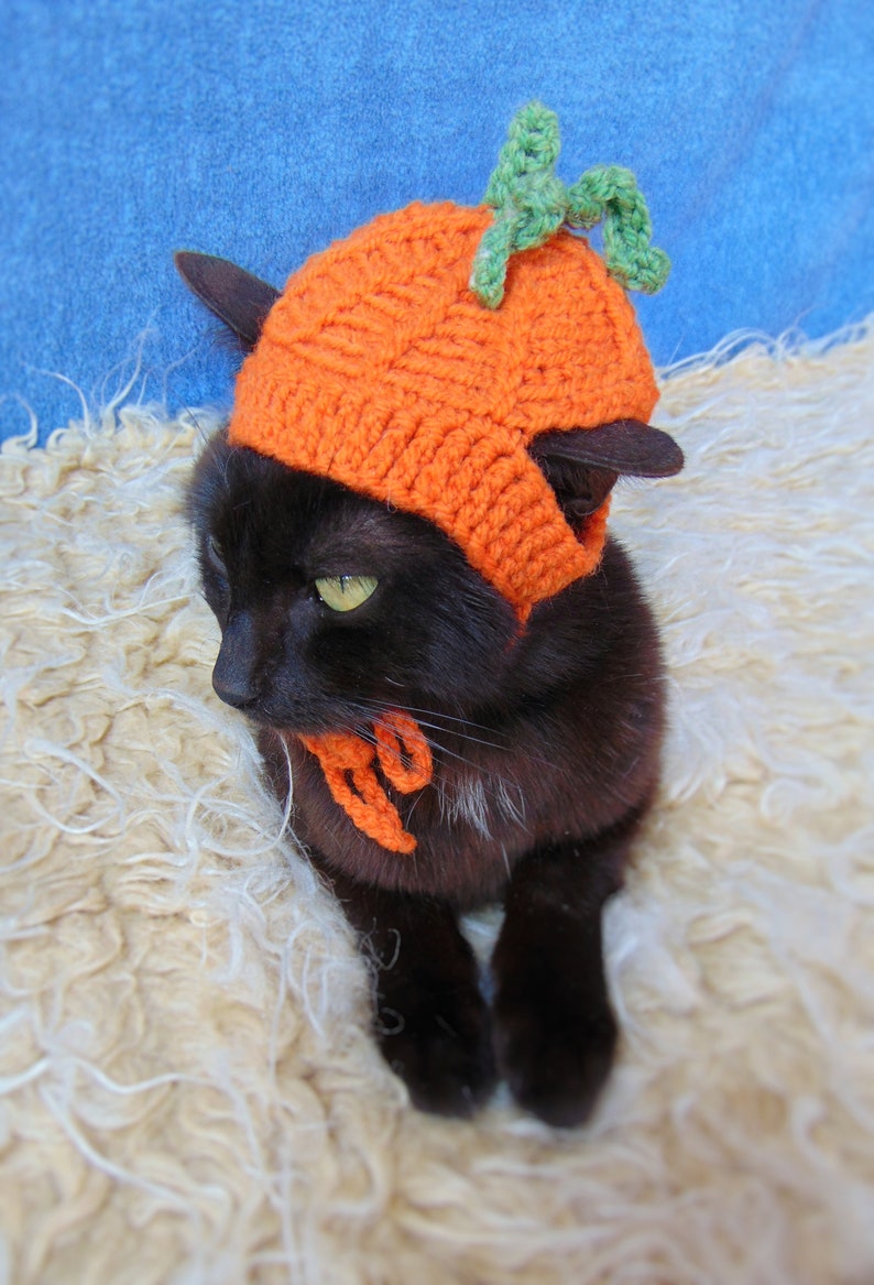 Pumpkin Hat for Cat Halloween Pet Costume Fall Kitten - Etsy