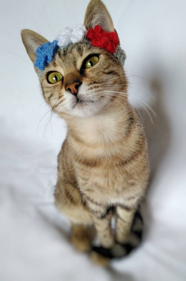 Adjustable Cat Flower Crown Cat Flower Headpiece 4th of July | Etsy