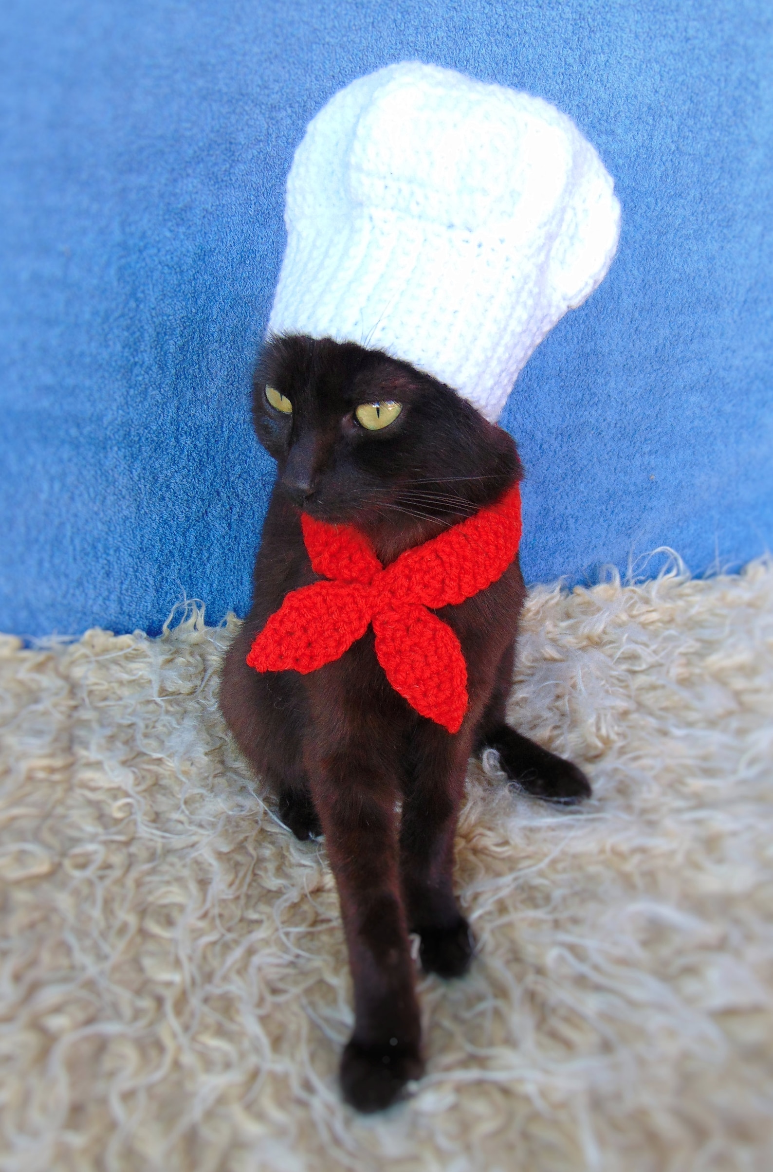 Chef Hat for Cat Chef Pet Costume Halloween Kitten Outfit - Etsy
