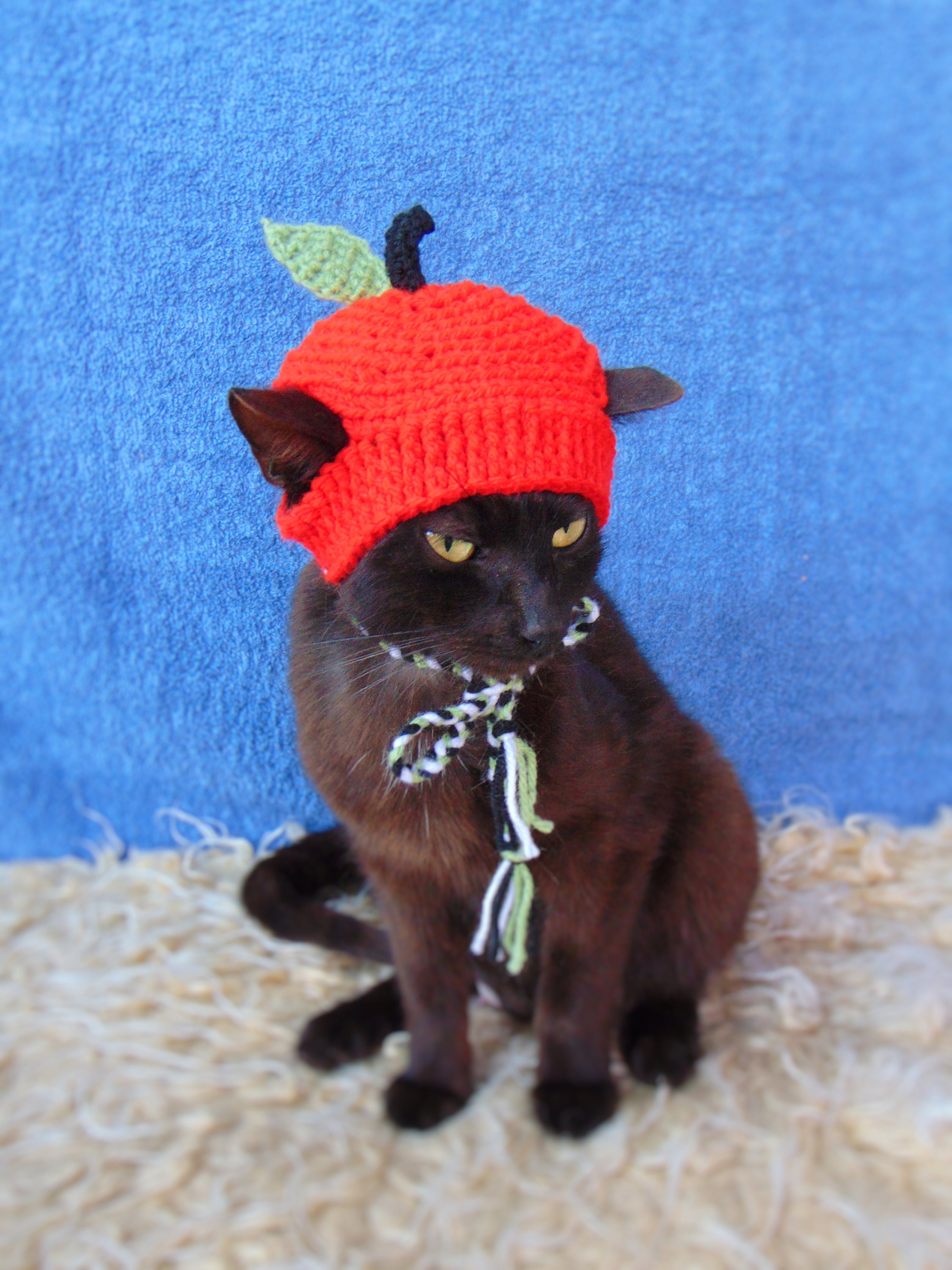 Apple Hat for Cat Halloween Apple Pet Costume Kitten Outfit - Etsy