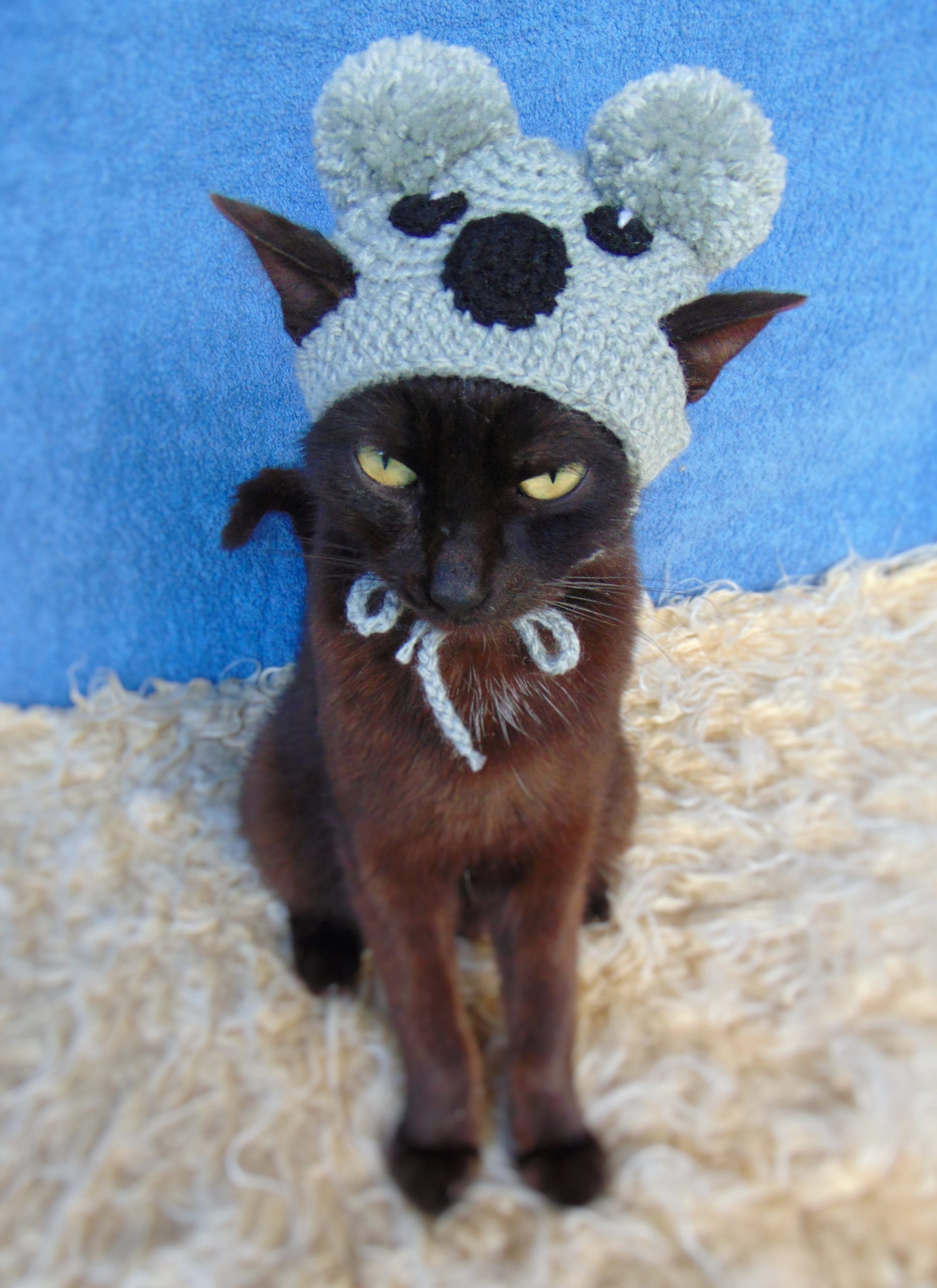 Koala Hat for Cat Koala Pet Costume Halloween Cat Outfit - Etsy