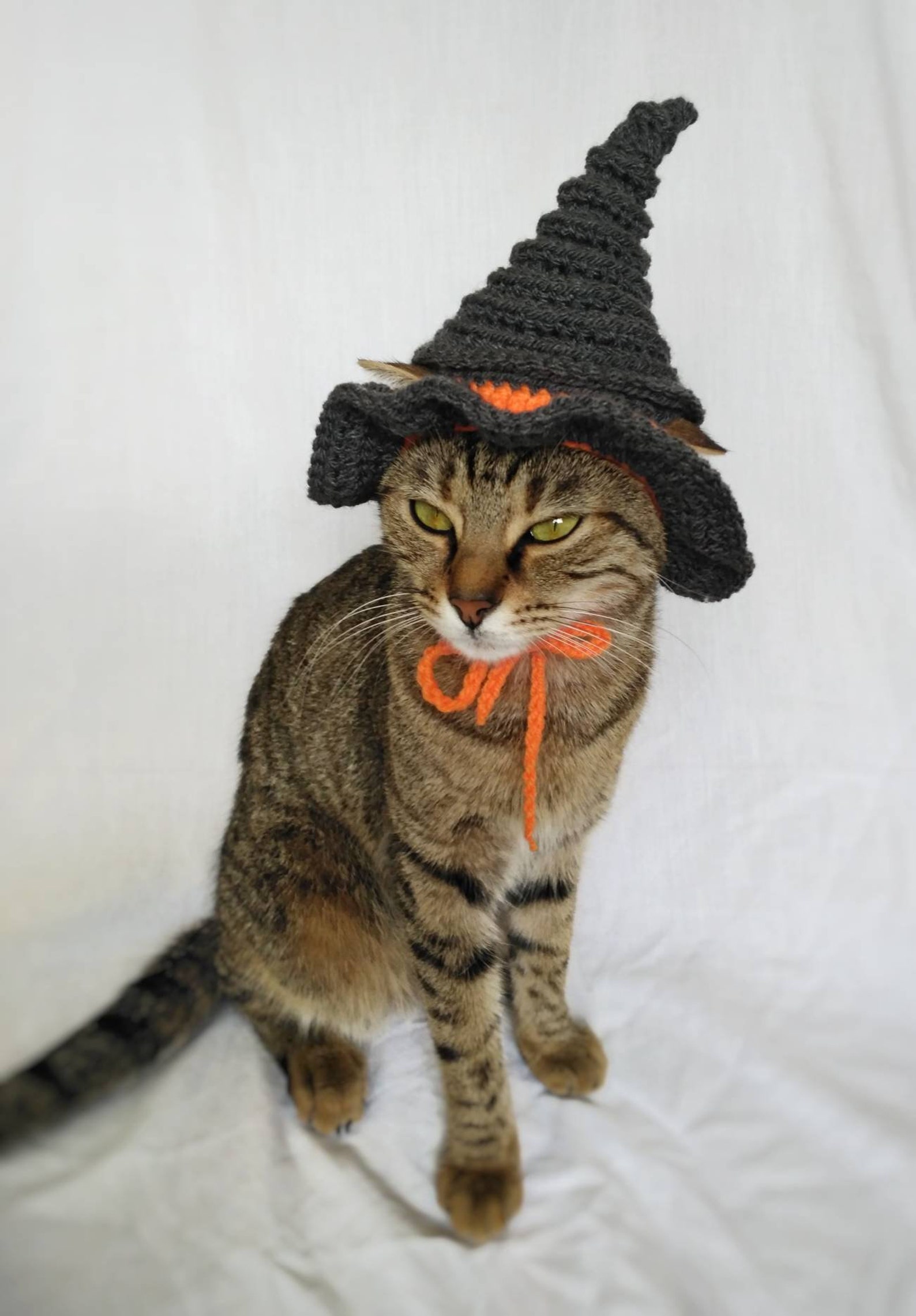 Witch Hat for Cat, Halloween Witch Pet Costume, Fairy Cat Outfit ...