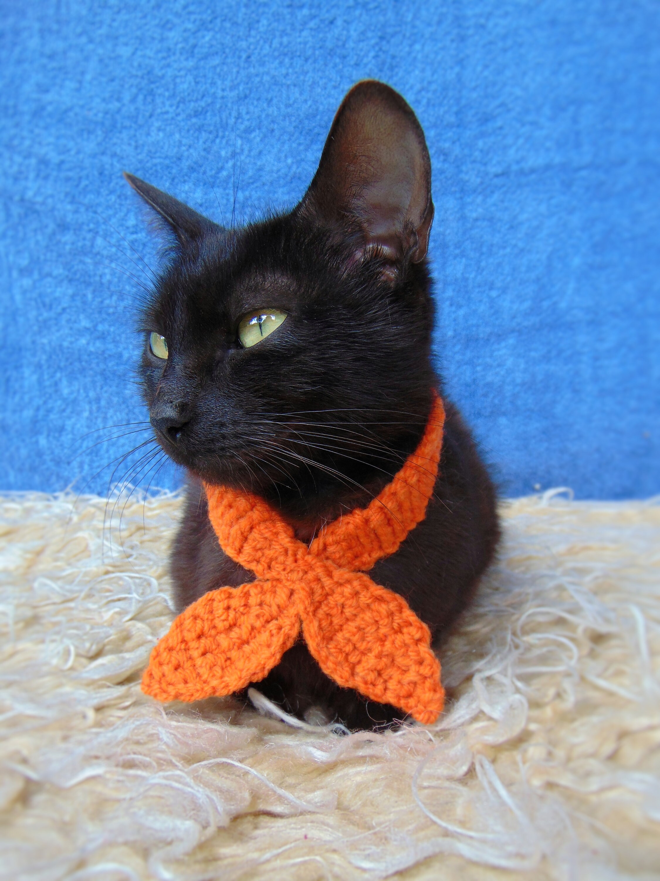 Scarf for Cat, Cat Scarf, Kitten Accessories, Crochet Feline Scarf ...