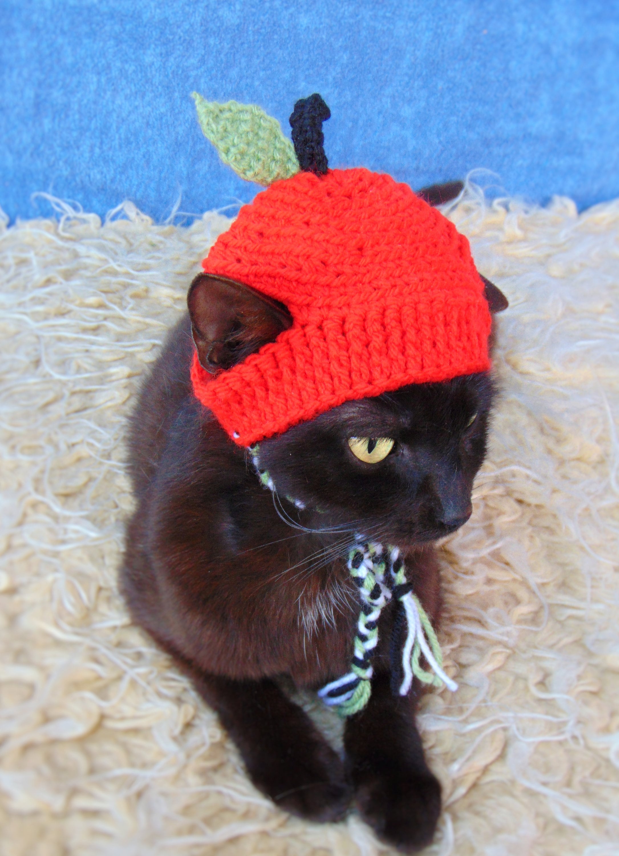 Apple Hat for Cat Halloween Apple Pet Costume Kitten Outfit - Etsy