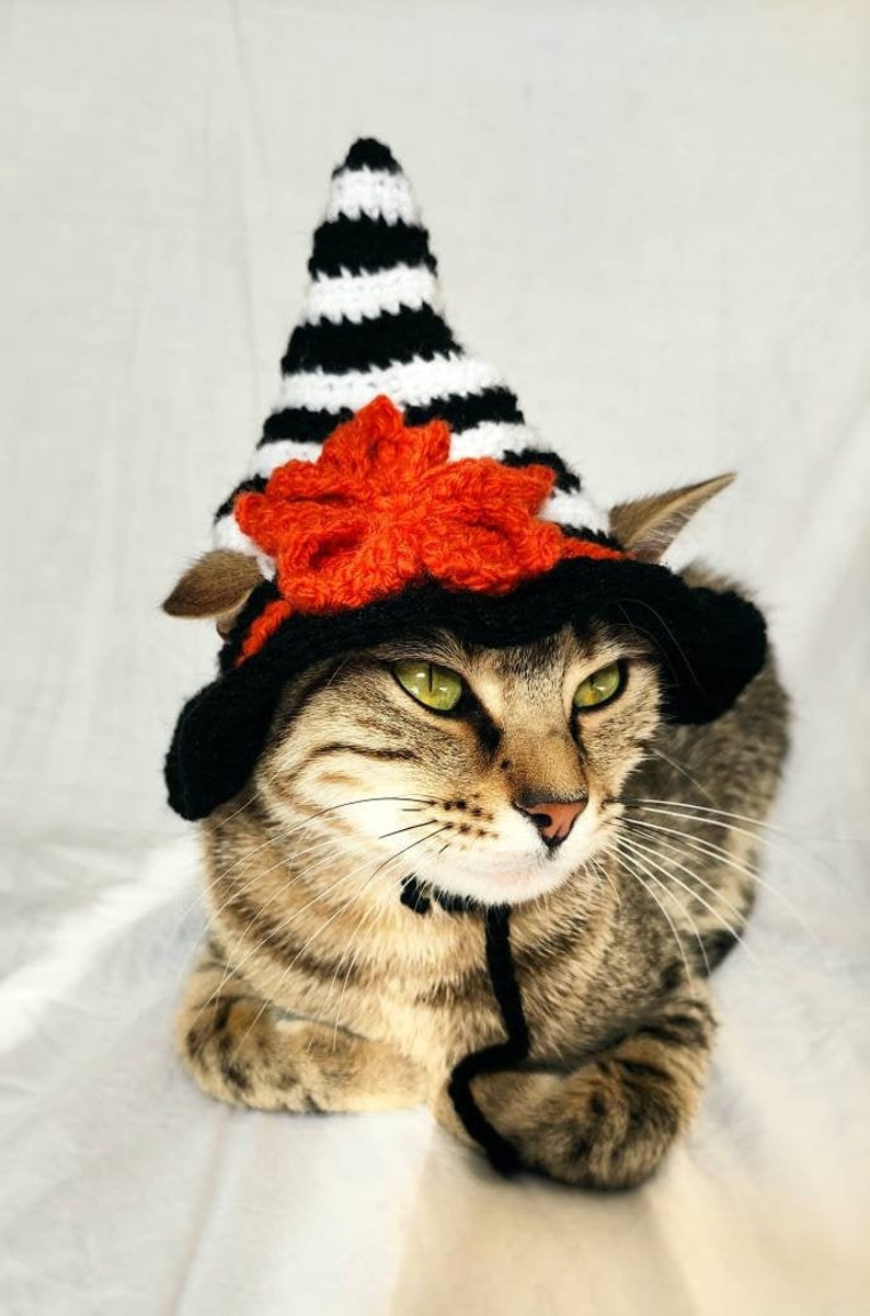 Witch Hat for Cat Witch Pet Costume Halloween Witch Kitten - Etsy