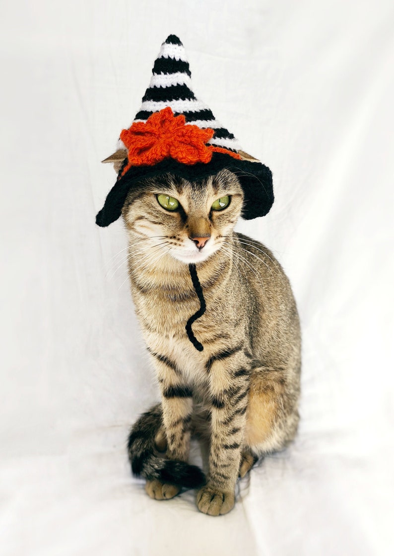 Witch Hat for Cat Witch Pet Costume Halloween Witch Kitten - Etsy