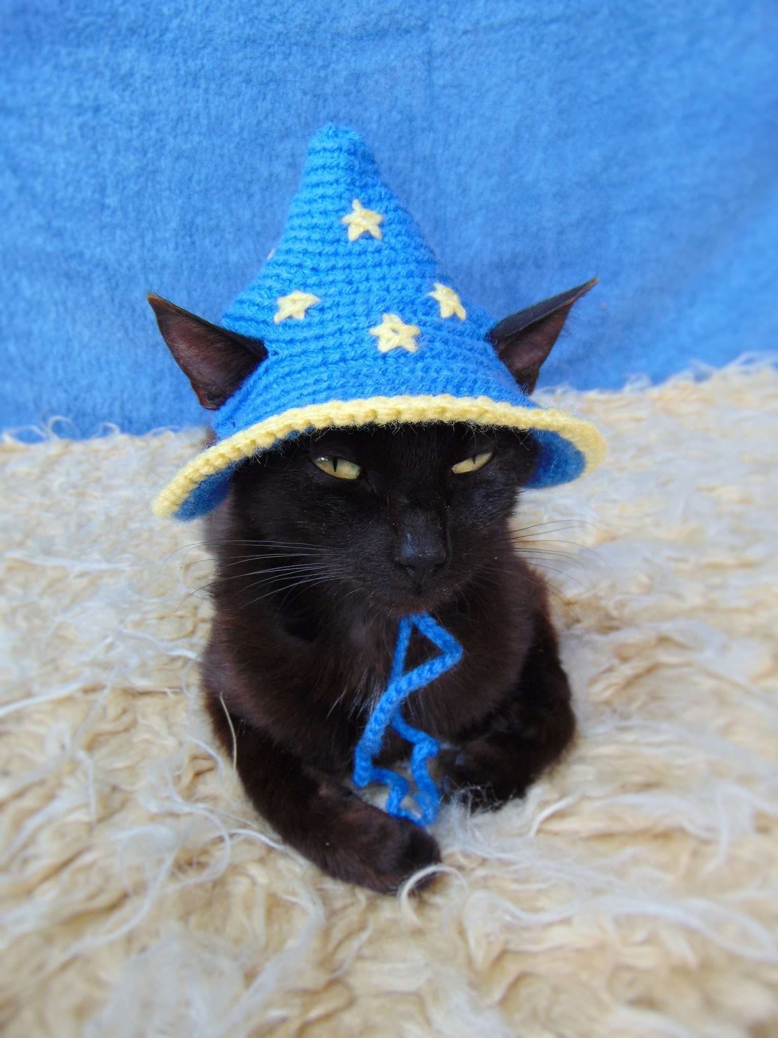 Wizard Hat for Cat Wizard Pet Costume Halloween Kitten - Etsy