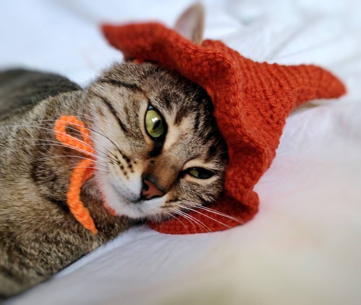 Witch Hat for Cat Witch Pet Costume Halloween Witch Kitten | Etsy