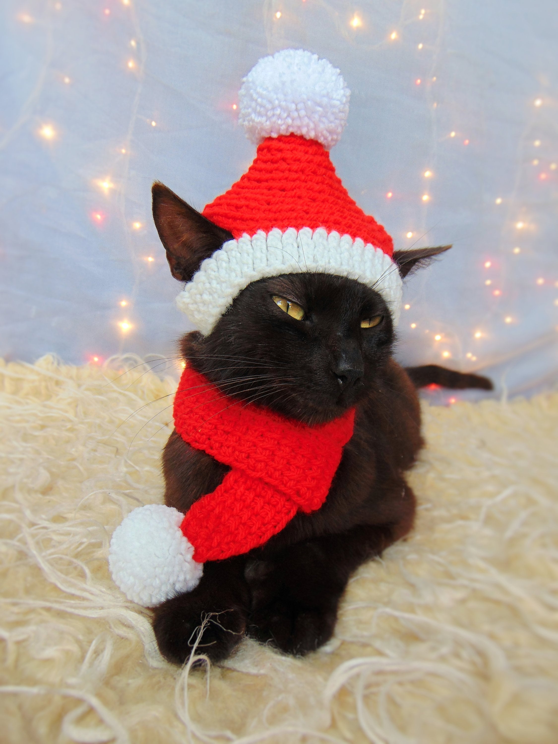 Santa Pet Costume, Christmas Cat Outfit, Santa Hat and Scarf for Kitten ...