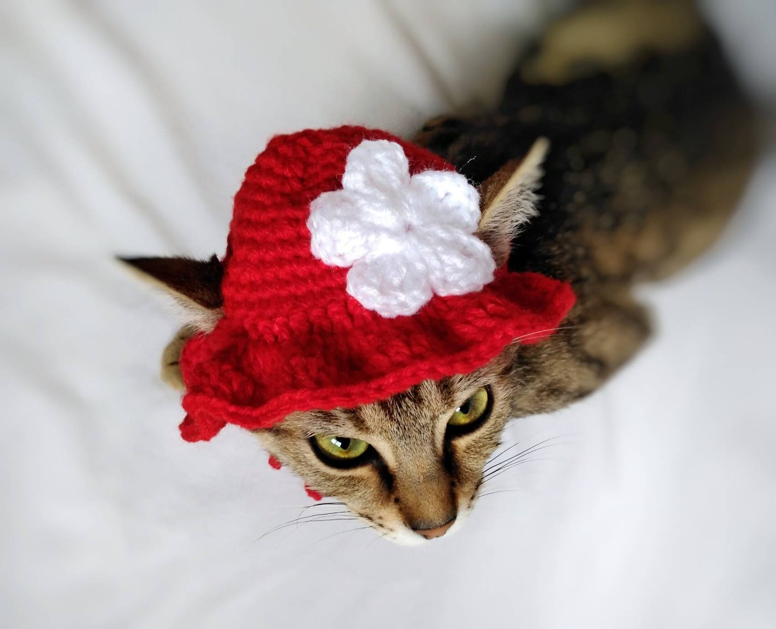 Summer Hat for Cat Red Brim Kitty Hat Flower Hats for Cats | Etsy