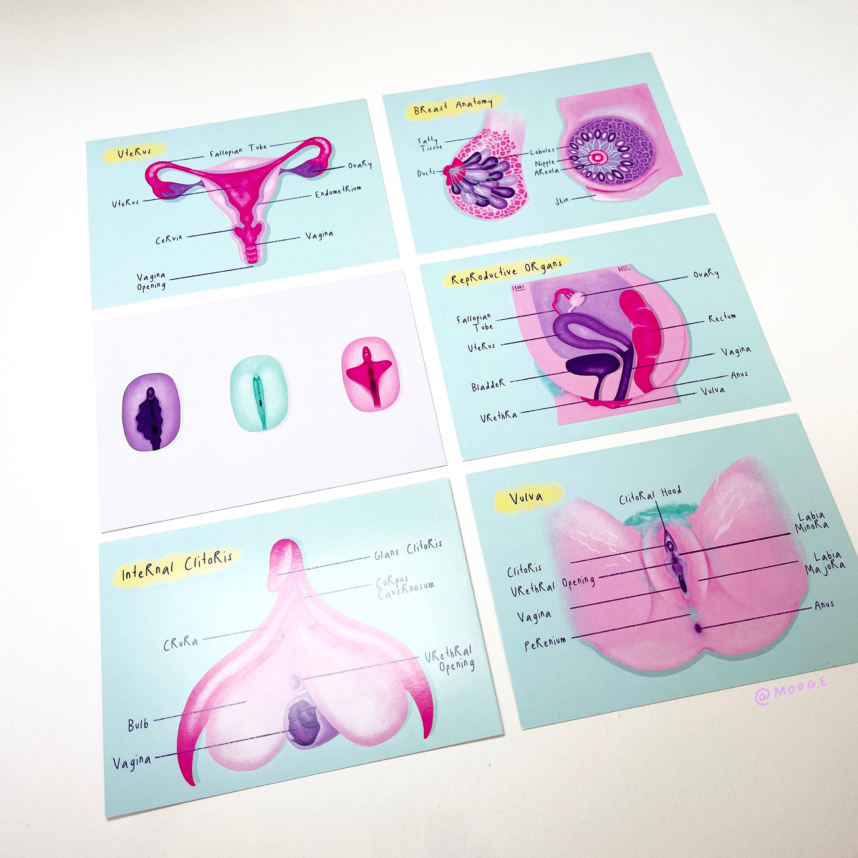 Female Anatomy Postcards | Etsy