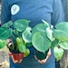Monstera Deliciosa Tropical Split Leaf Plant 4" Inch Pot | Indoor and ...