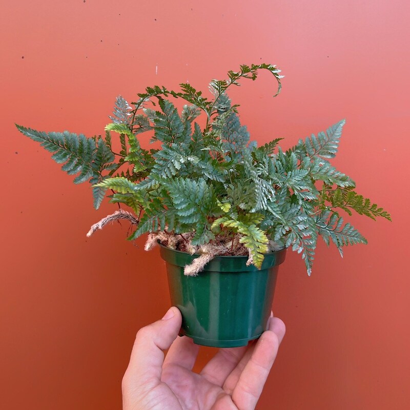 White Rabbits Day - Etsy